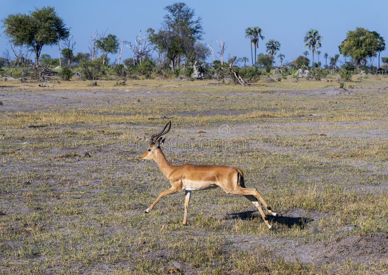Male Impala Running in an Open Field with the Savannah in the ...