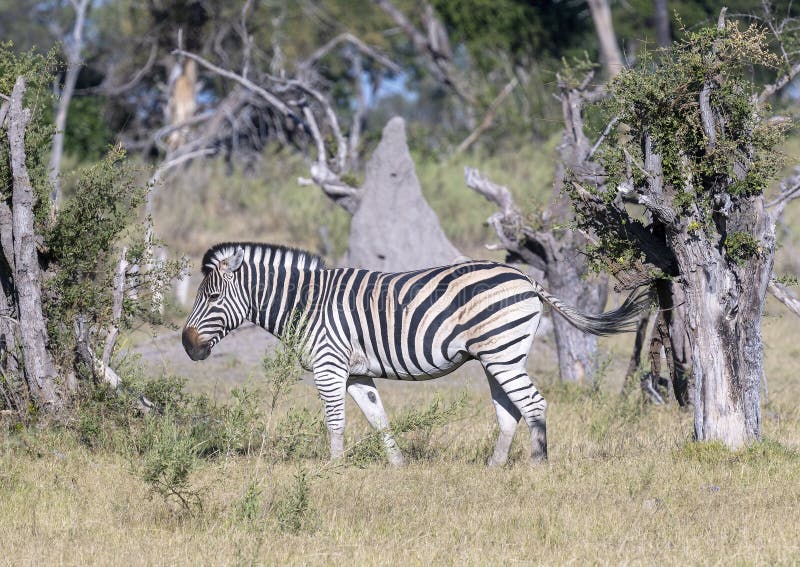 Sideview of a Plains Zebra Walking in a Savannah in the Okavango Delta ...