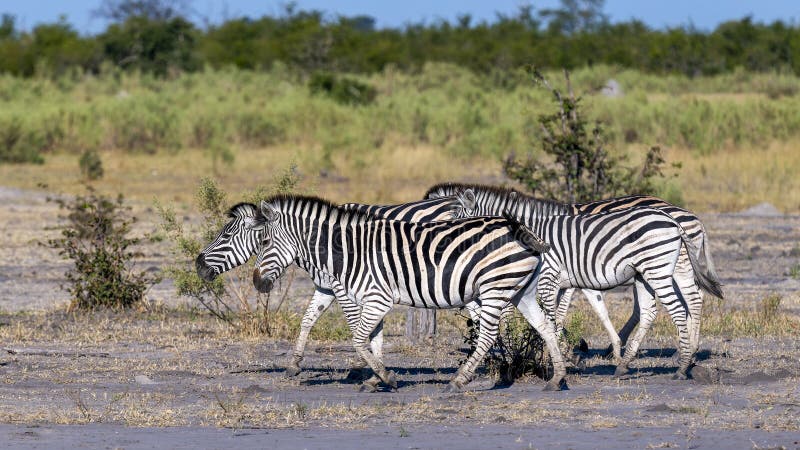 Sideview of Three Plains Zebra Walking in a Savannah in the Okavango ...