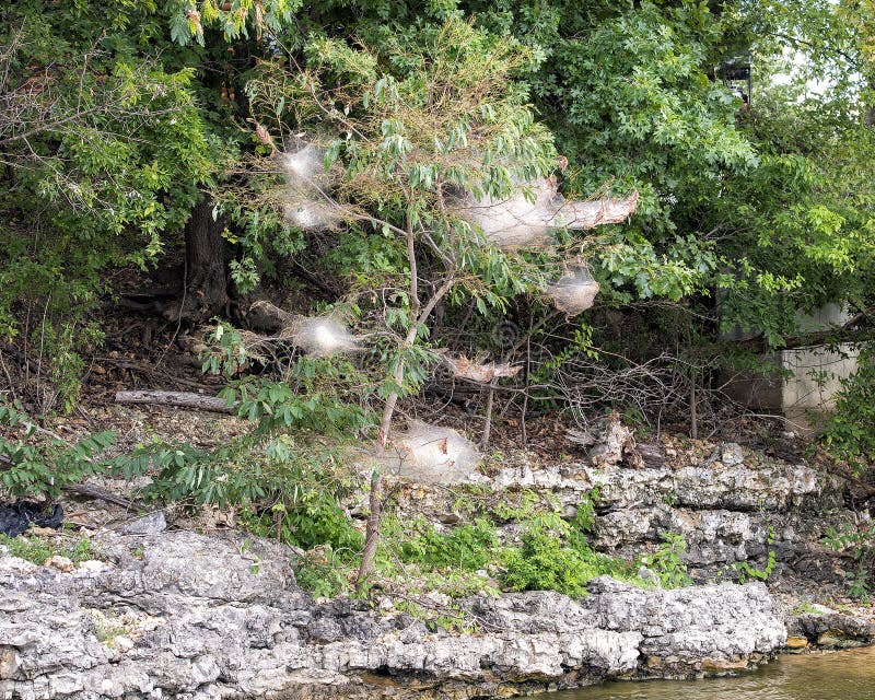 Silken Nests of the Fall Webworm on a Tree at the Edge of Grand Lake in ...