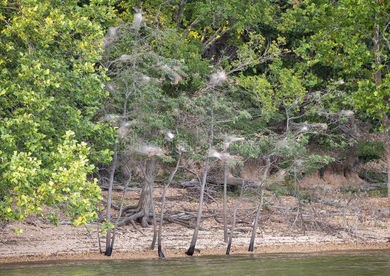 Silken Nests of the Fall Webworm on a Tree at the Edge of Grand Lake in ...