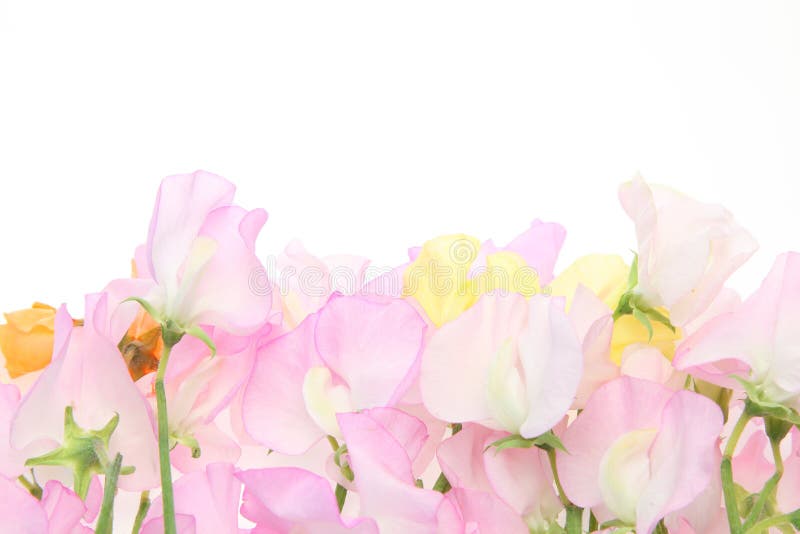 Pink Sweetpea Background Stock Photos - Download 322 Royalty Free Photos