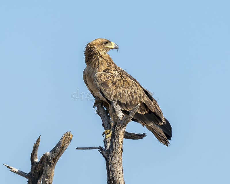 Tawny Eagle Perched on Top of a Dead Leafless Tree in the Okavango ...
