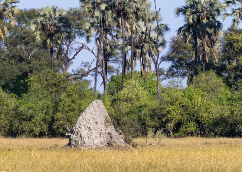 Termite Mound in an Open Field with the Bush in the Background in the ...