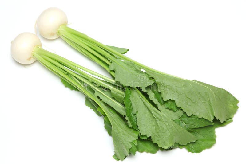 Turnips in a White Background Stock Photo - Image of root, isolated ...