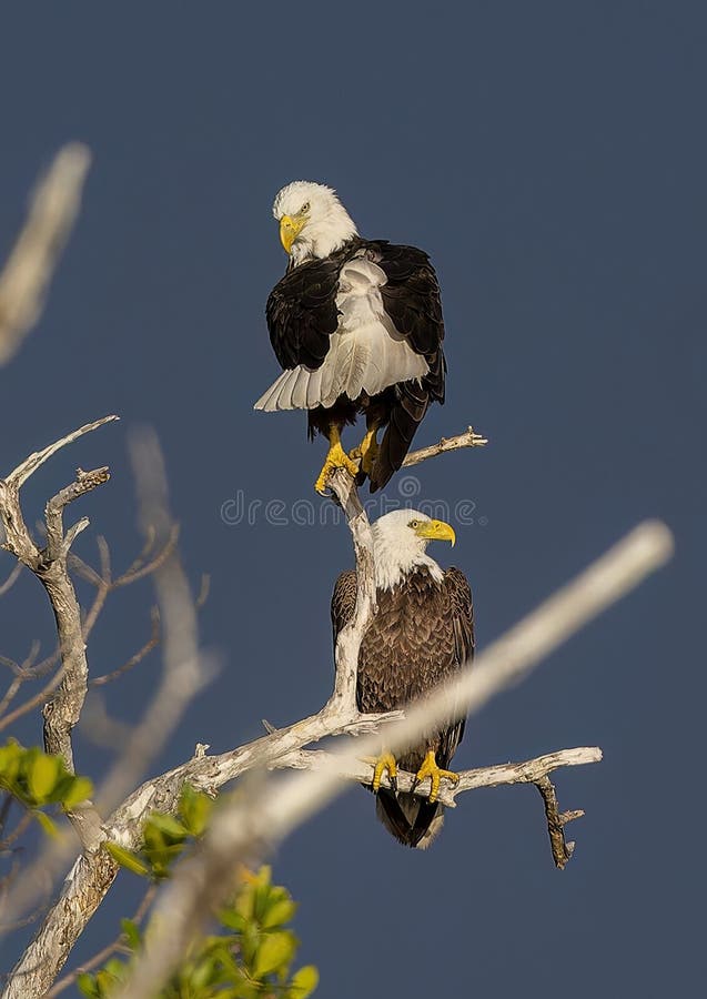 Two Bald Eagles, Binomial Name Haliaeetus Leucocephalus, Perched in a ...