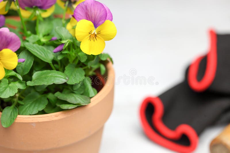 Violas in the flower pot stock photo. Image of viola - 134714310