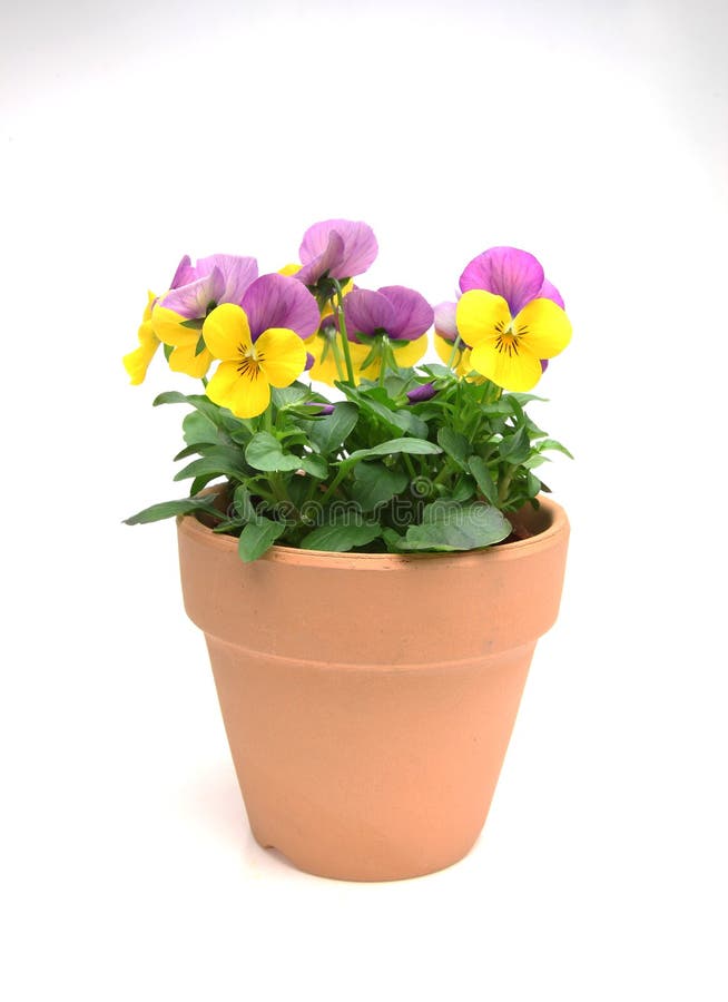 Violas in the flower pot stock image. Image of gardening - 147426291