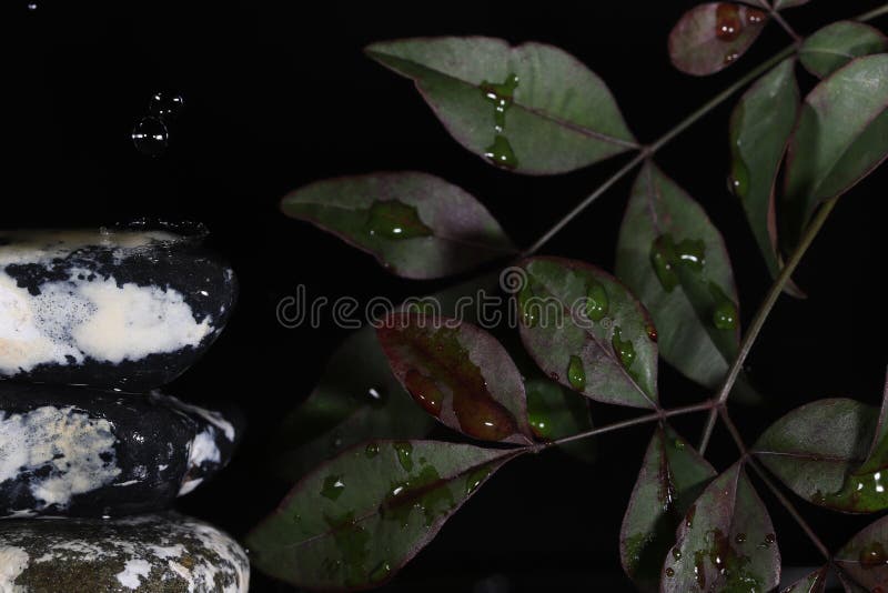 Water drop on the stone stock photo. Image of droplet - 142451968