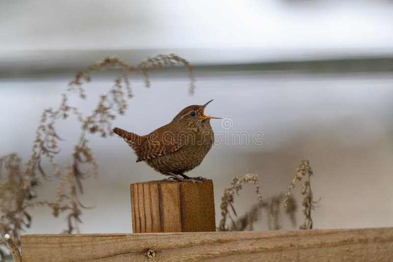 Wren Singing on the Withered Branch Stock Image - Image of wild, bird ...