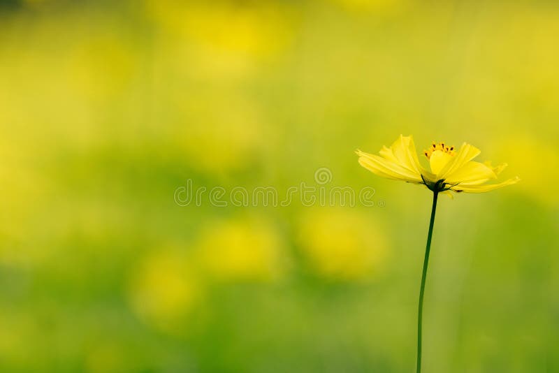 Yellow Cosmos Field in Japan Stock Image - Image of gardening, copy ...
