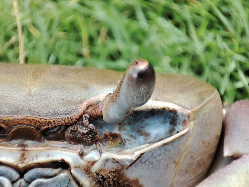 A Pictures Animals Crab Eye Zoom Stock Image - Image of zoom, crab ...