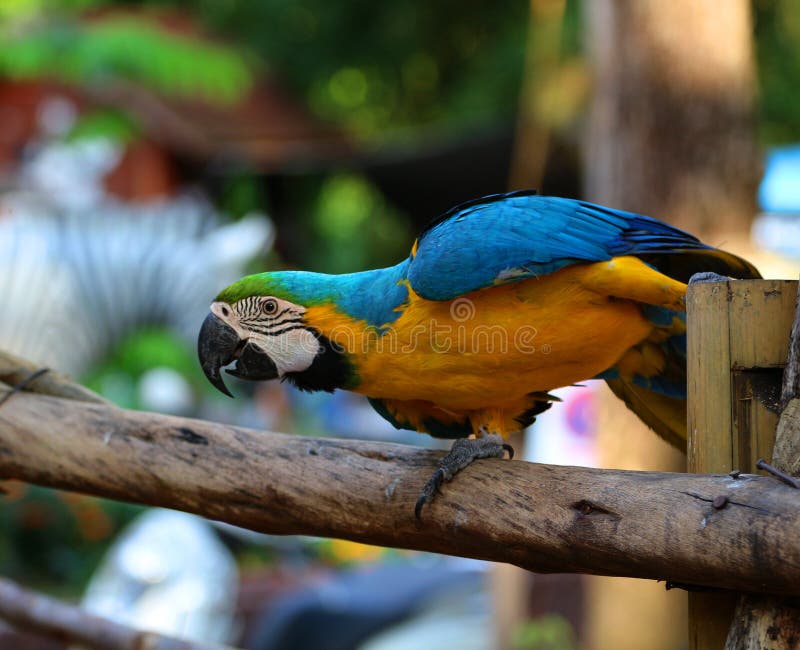 Pictures of Beautiful Colored Parrot in a Zoo,Asia. Stock Photo - Image ...
