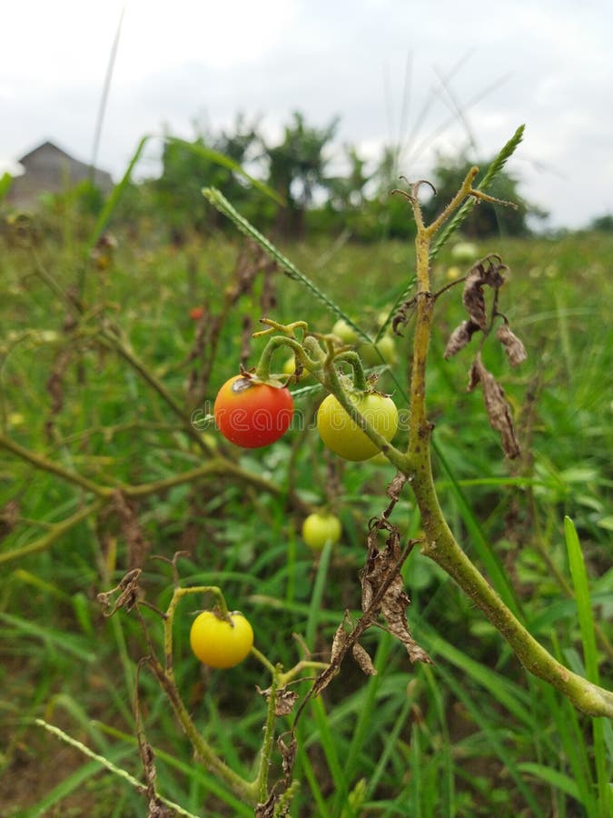 Pictures Beautifull in the Garden Stock Photo - Image of tomato, tree ...
