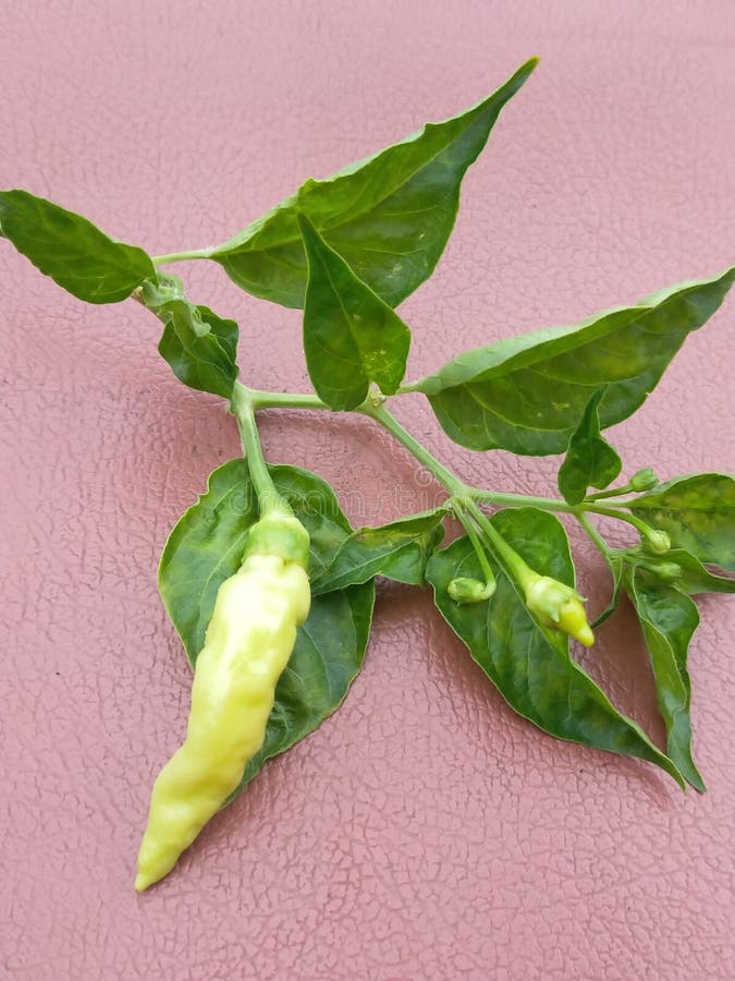 Pictures of Chili, with a Very Light Green Color Stock Photo - Image of ...