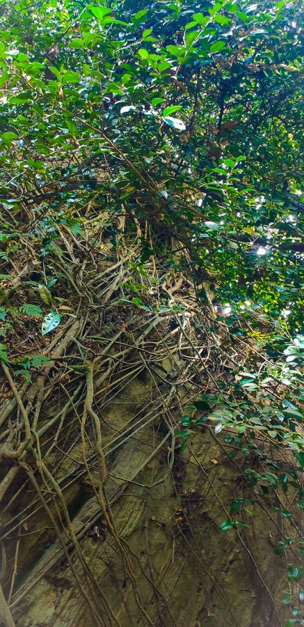 Pictures of Creeper Leaf Trees in the Mountains Stock Photo - Image of ...