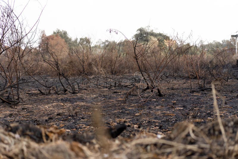 Pictures after a Forest Fire Burned Down a Tree in Thailand Stock Image ...