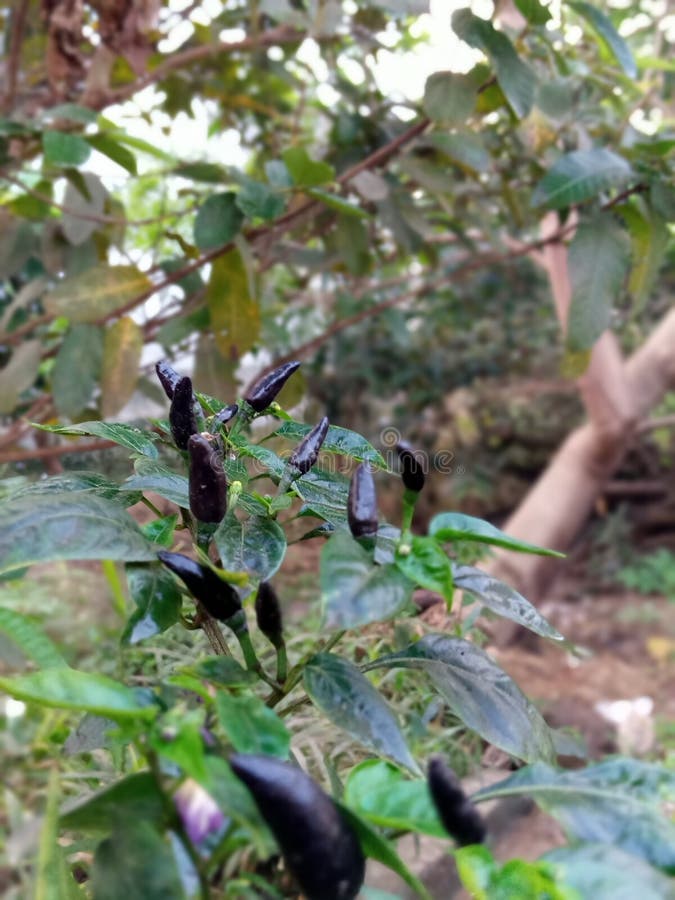 Pictures of Indian Chile Tree Stock Image - Image of trees, chile ...