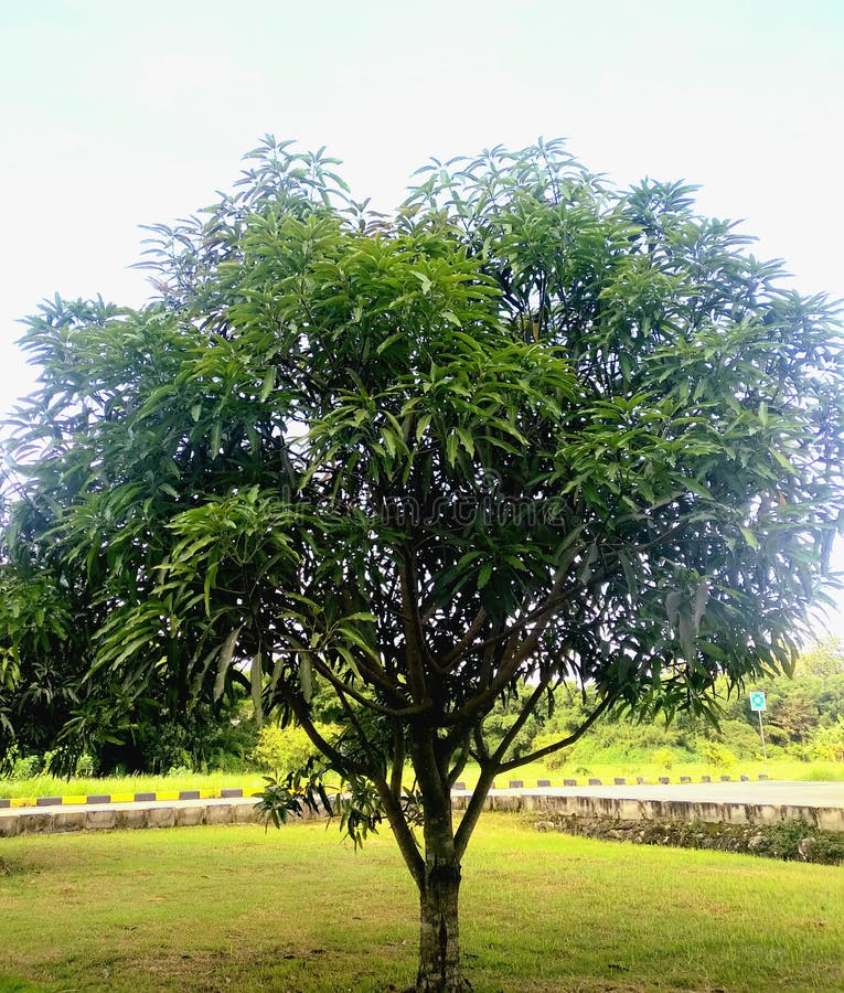 Pictures of Mango Trees in the Outside Area Stock Image - Image of ...