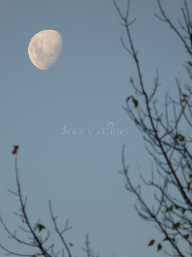 The white moon stock photo. Image of branch, close, moon - 125694948