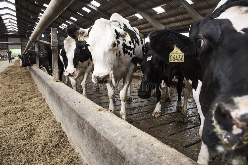 Cows in a stable editorial stock photo. Image of muzzle - 107488448