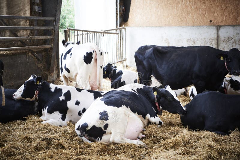 Cows in a stable editorial photography. Image of pasture - 107488512