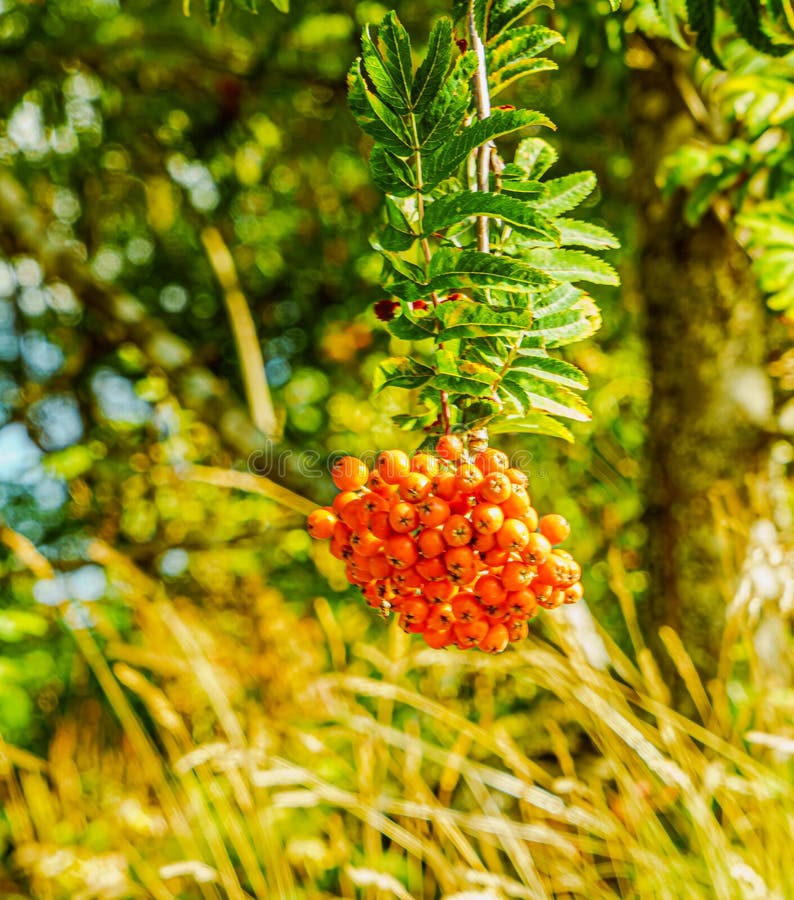 Rowan Tree with Fruit during the Day Stock Photo - Image of bunch ...