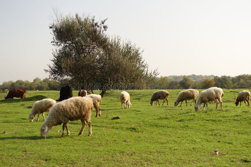 Pictures of Sheep Sheep Field, Stock Photos Stock Photo - Image of ...