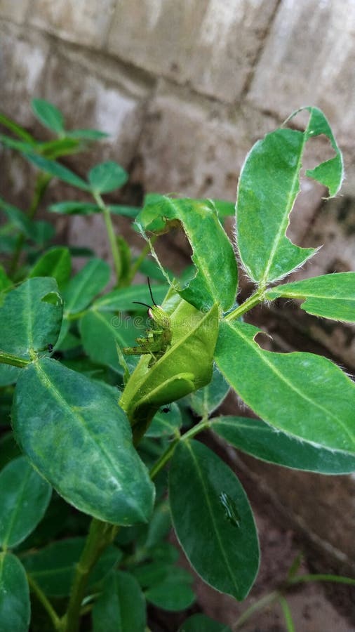 Small Grasshoppers Perch on the Leaves and Eat the Leaves Stock Image ...