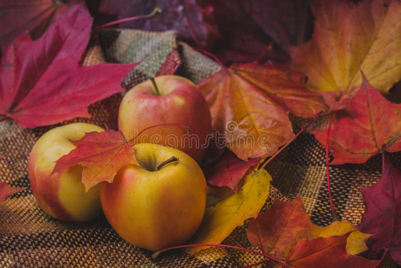 Autumn apples stock photo. Image of life, alive, lifestyle - 100721312