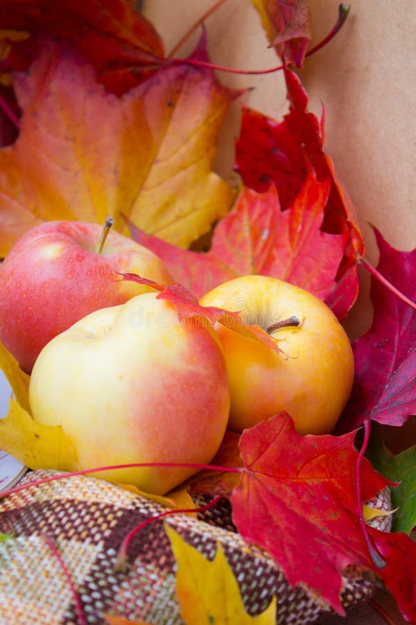 Autumn apples stock image. Image of natural, food, alive - 100721397