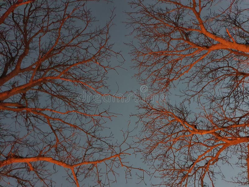 Trees at dusk stock image. Image of spring, twig, morning - 202753389