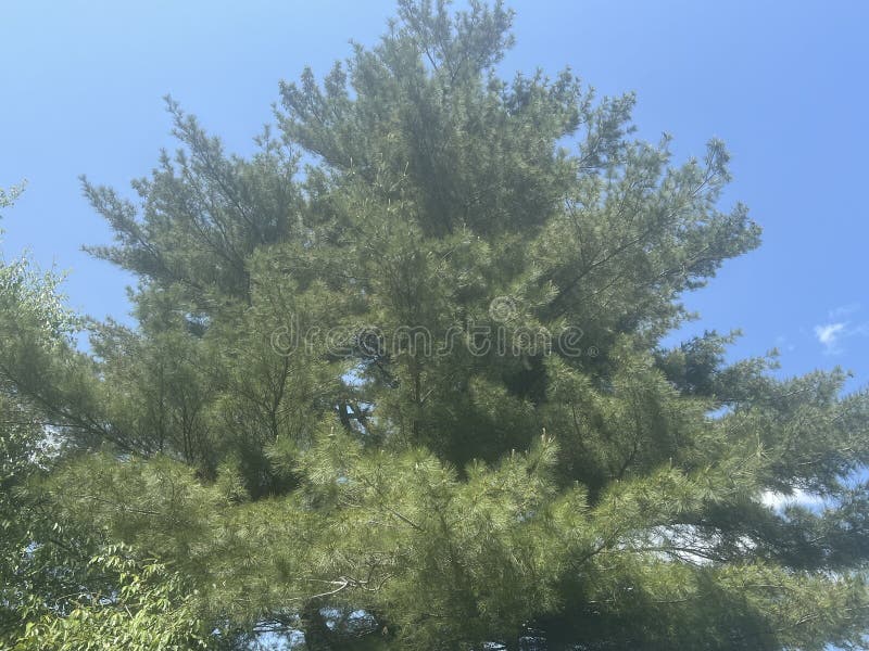 Tree Details and Beauty in Pennsylvania Stock Photo - Image of nature ...