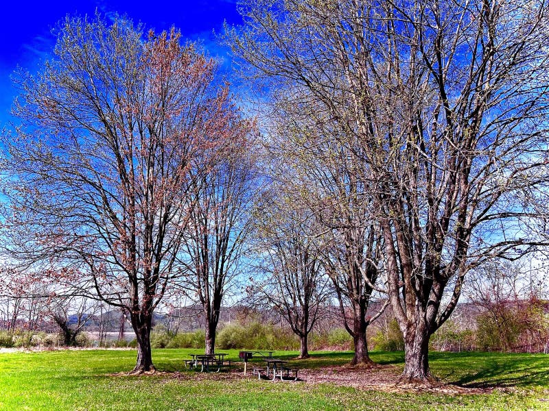 Tree Details and Beauty in Pennsylvania Stock Image - Image of 2023 ...