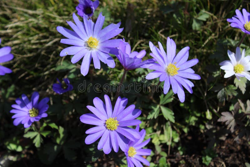 Anemone spring flower stock image. Image of gift, colorful - 9038845