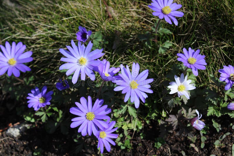Blue anemone in the spring stock photo. Image of anemones - 214734094