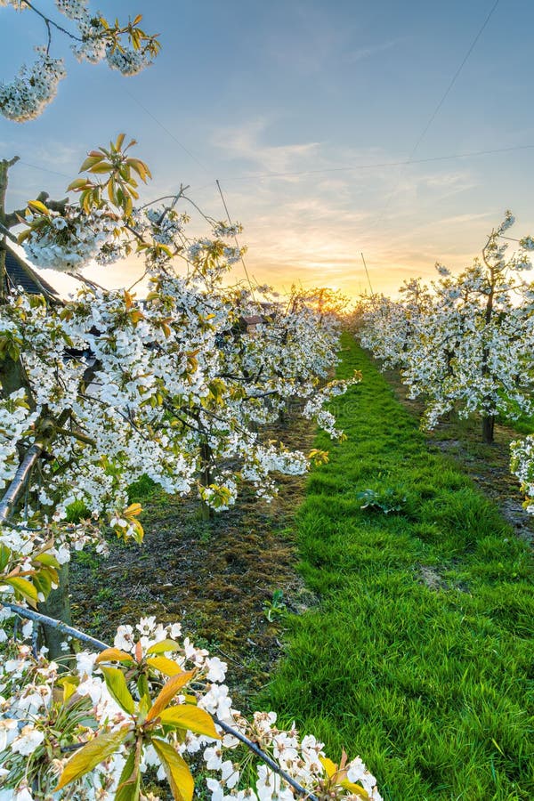 Picturesque Apple Orchard Basking in the Morning Sunlight. Stock Photo ...