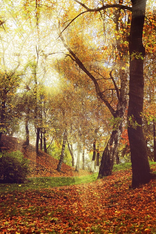 Enchanting Panoramic Forest Scenery in Soft Light Stock Image - Image ...