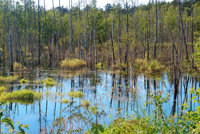 Dry Tree Trunks in the Swamp, Picturesque Beautiful Swamp Stock Image ...