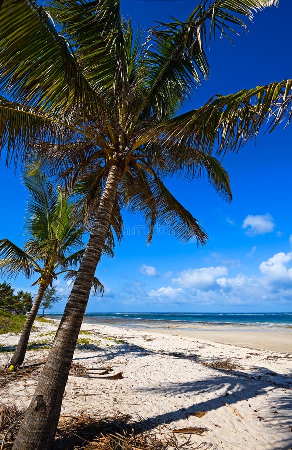 Picturesque coast Diani stock photo. Image of indian - 76624946