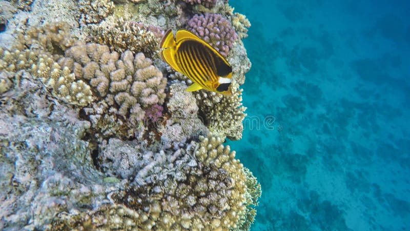 Coral Reef. Underwater Photography of the Red Sea Stock Photo - Image ...