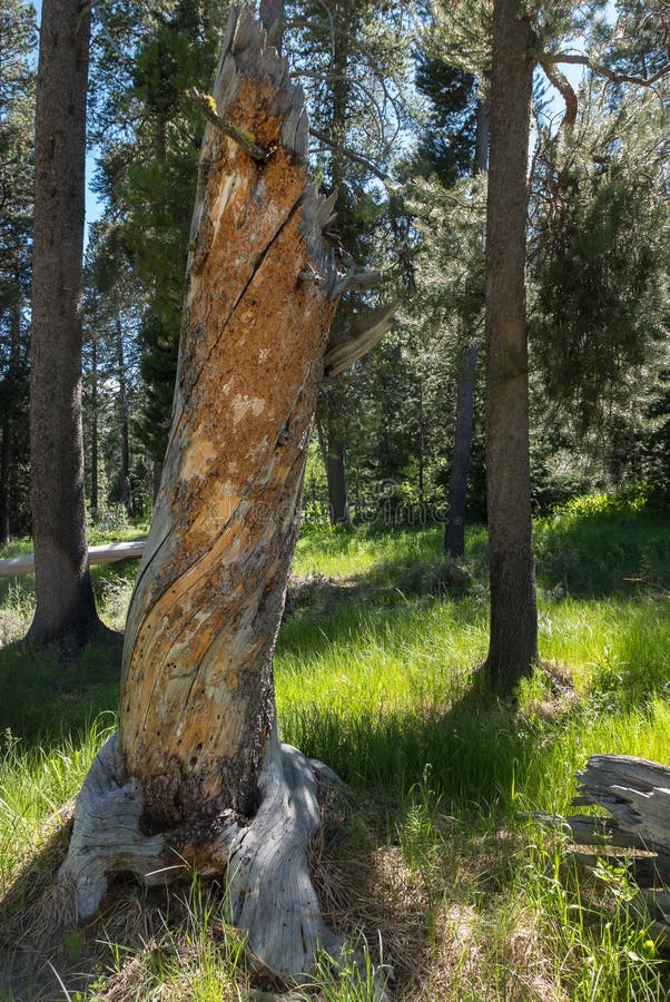 Classic Old Snag in the Forest Stock Image - Image of detail, decayed ...
