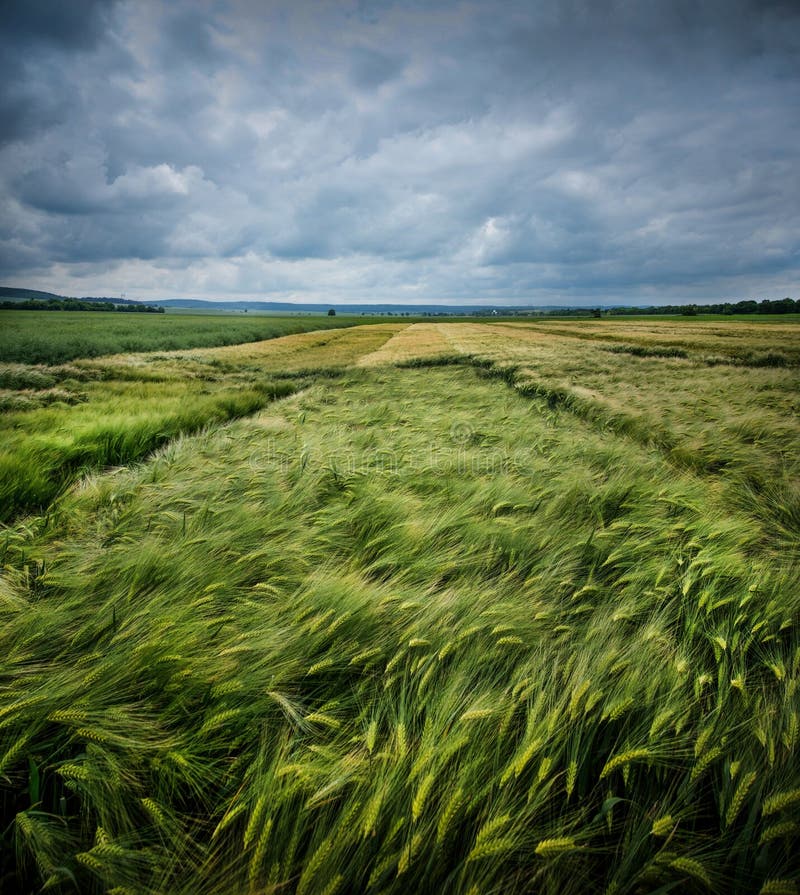 Dramatic Sky before a Storm, a Field with a Variety of Grain Crops ...