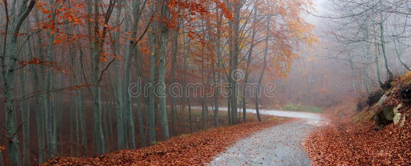 Picturesque fall path stock image. Image of fresh, beech - 91172771