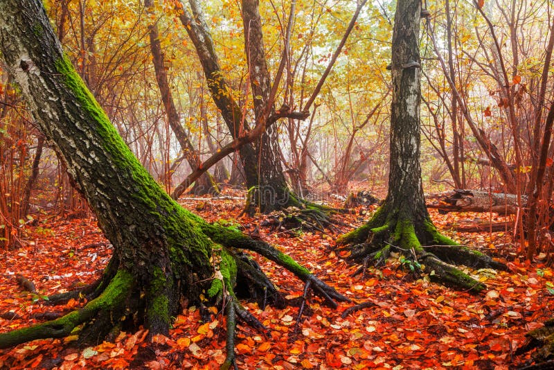 Picturesque forest grove stock photo. Image of grove - 79288376