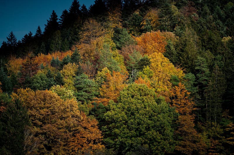 Picturesque Forest Landscape Illuminated by the Setting Sun, Featuring ...