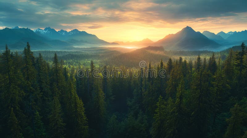 A Picturesque Forest Landscape Where Multiple Layers of Trees Lead the ...