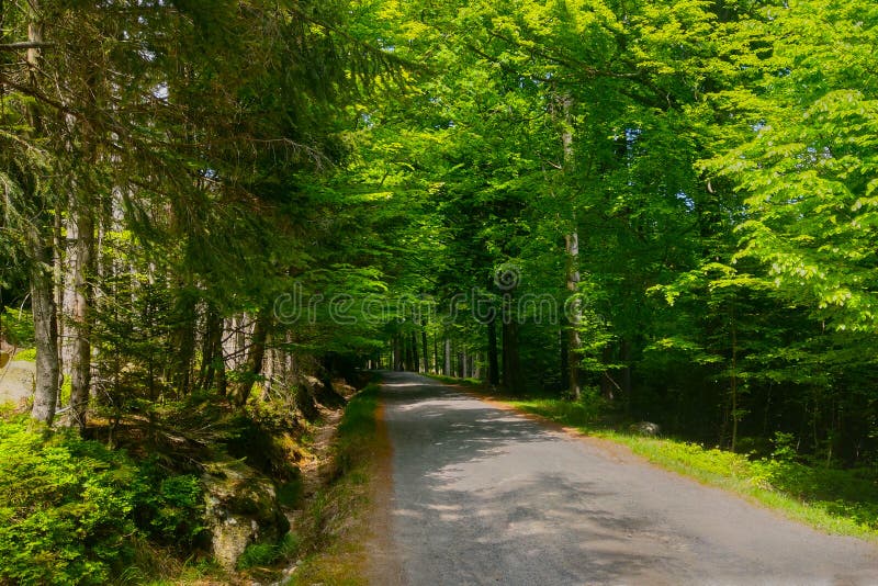 Picturesque Forest Road in the Fresh Air Stock Photo - Image of wood ...