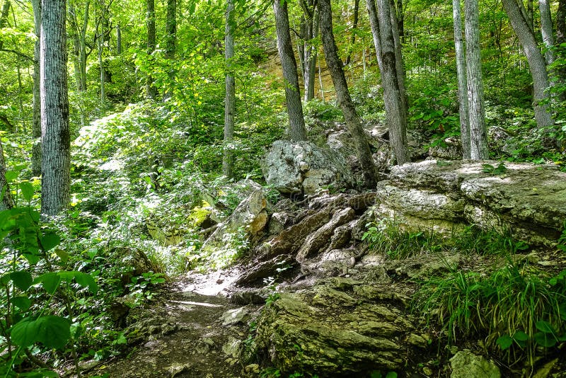 A Picturesque Forest on the Way To the Eagle Shelf. Mezmai Stock Image ...