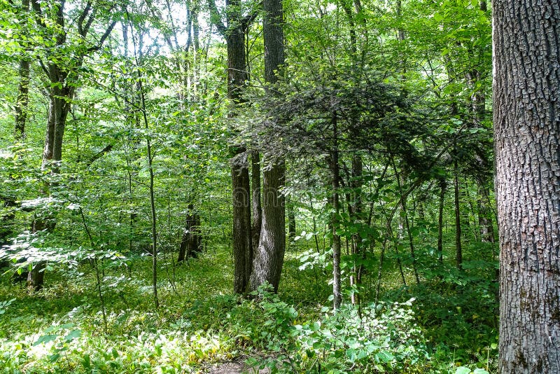 A Picturesque Forest on the Way To the Eagle Shelf. Mezmai Stock Photo ...